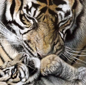 The Ultimate Colour Guide for Painting Tigers - Studio Wildlife