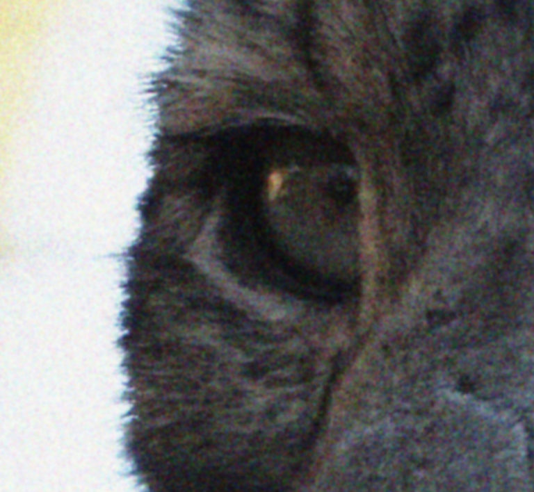 Choosing the Perfect Reference Photo for Your Wildlife Art - Studio ...