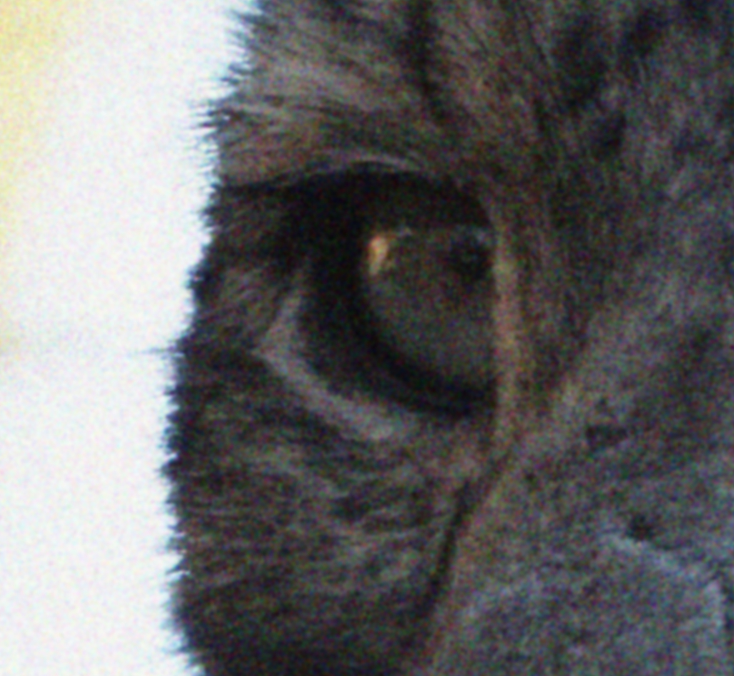 Choosing the Perfect Reference Photo for Your Wildlife Art - Studio ...