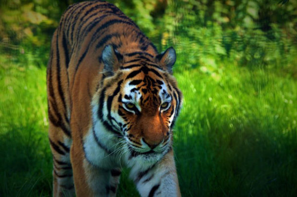 Choosing the Perfect Reference Photo for Your Wildlife Art - Studio ...