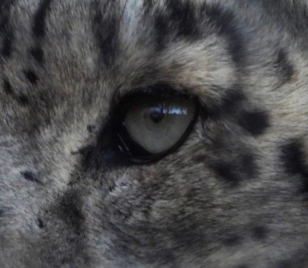 Choosing the Perfect Reference Photo for Your Wildlife Art - Studio ...