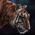 The Ultimate Colour Guide for Painting Tigers - Studio Wildlife