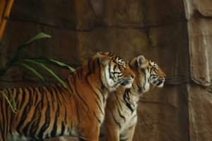 Tiger Stripes to Leopard Spots – Top Tips for Painting Big Cat Markings ...