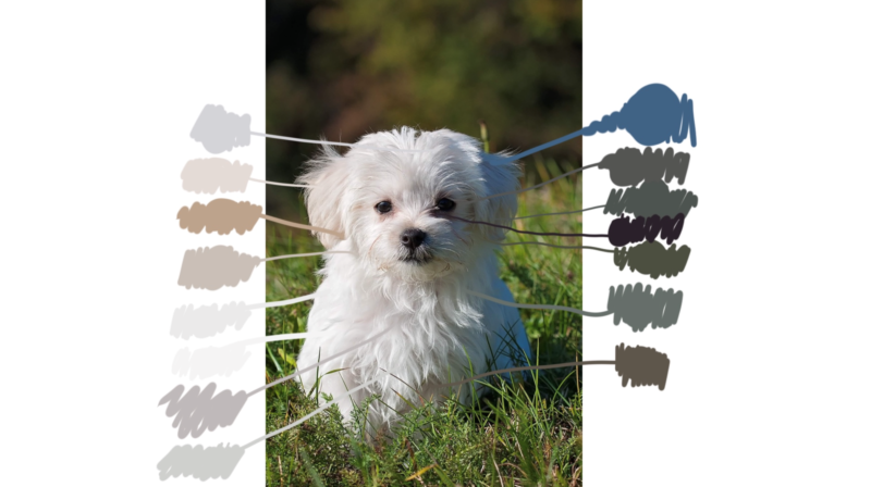 How to Paint Realistic White Fur a Quick Guide - Studio Wildlife