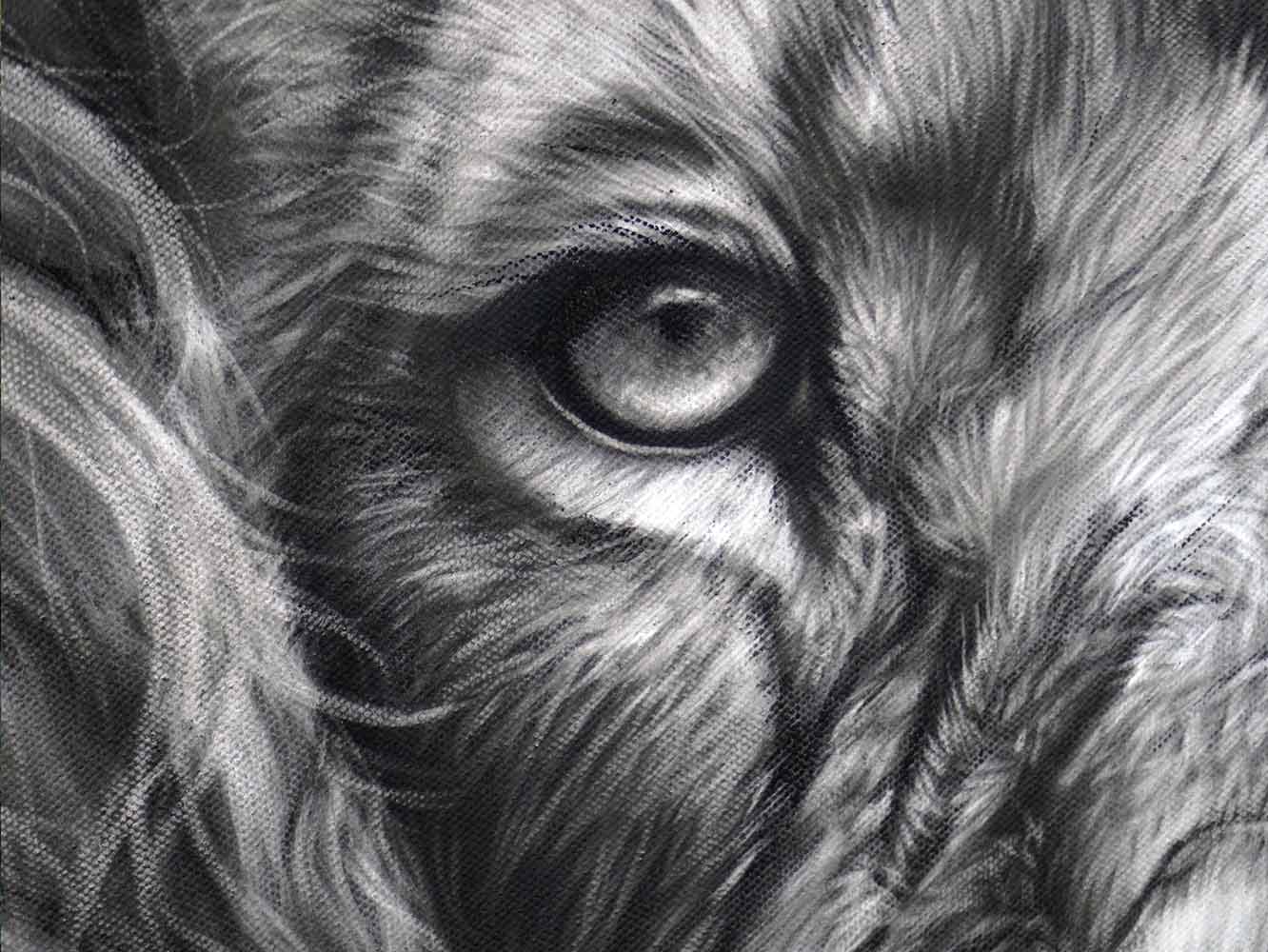 'Windswept' Original Charcoal Drawing - Studio Wildlife